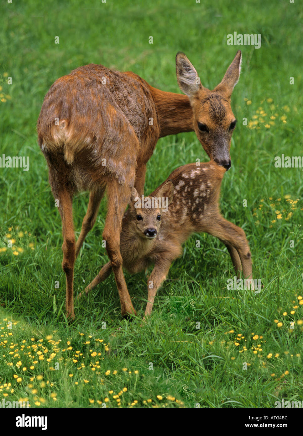 Deer with cub hi-res stock photography and images - Alamy