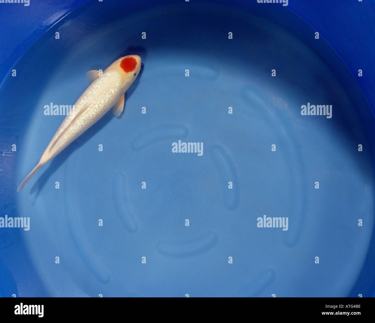 Red carp hi-res stock photography and images - Alamy