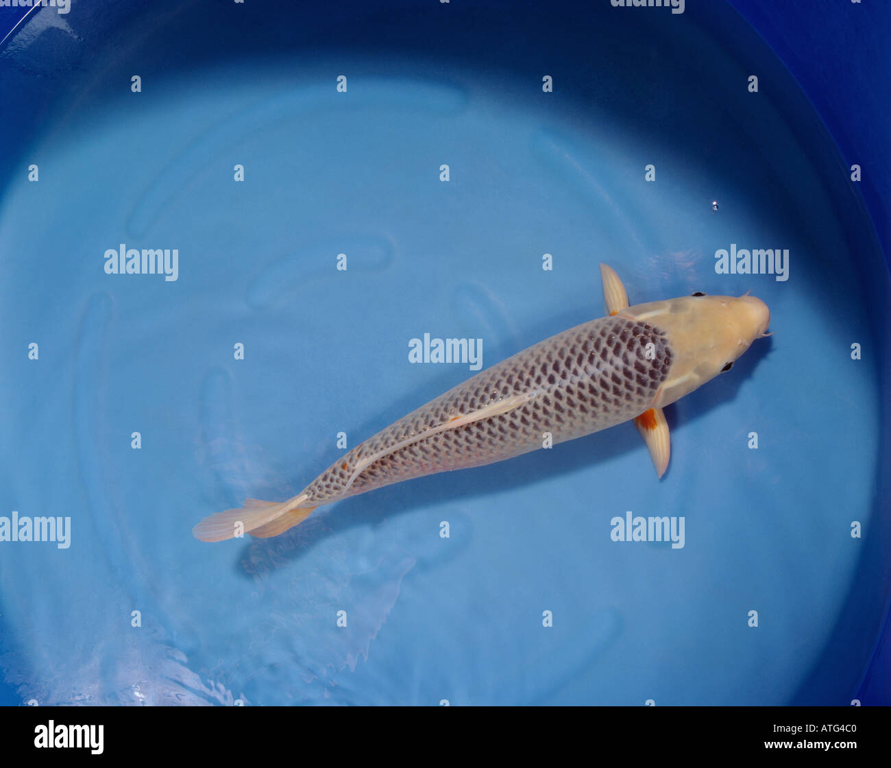 Ornamental koi carp common carp hi-res stock photography and images - Alamy