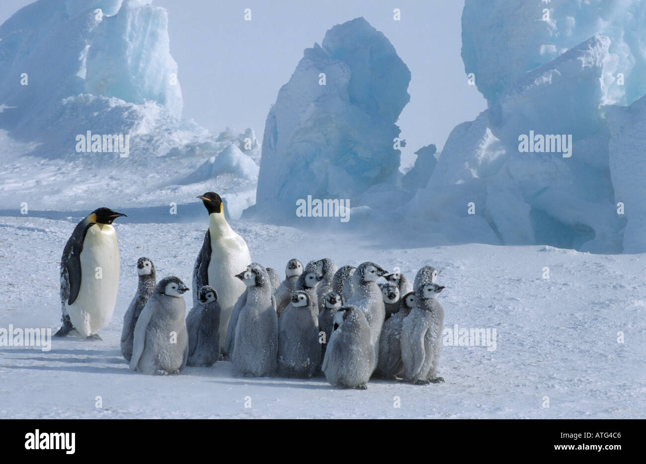 Emperor penguin cubs hi-res stock photography and images - Alamy