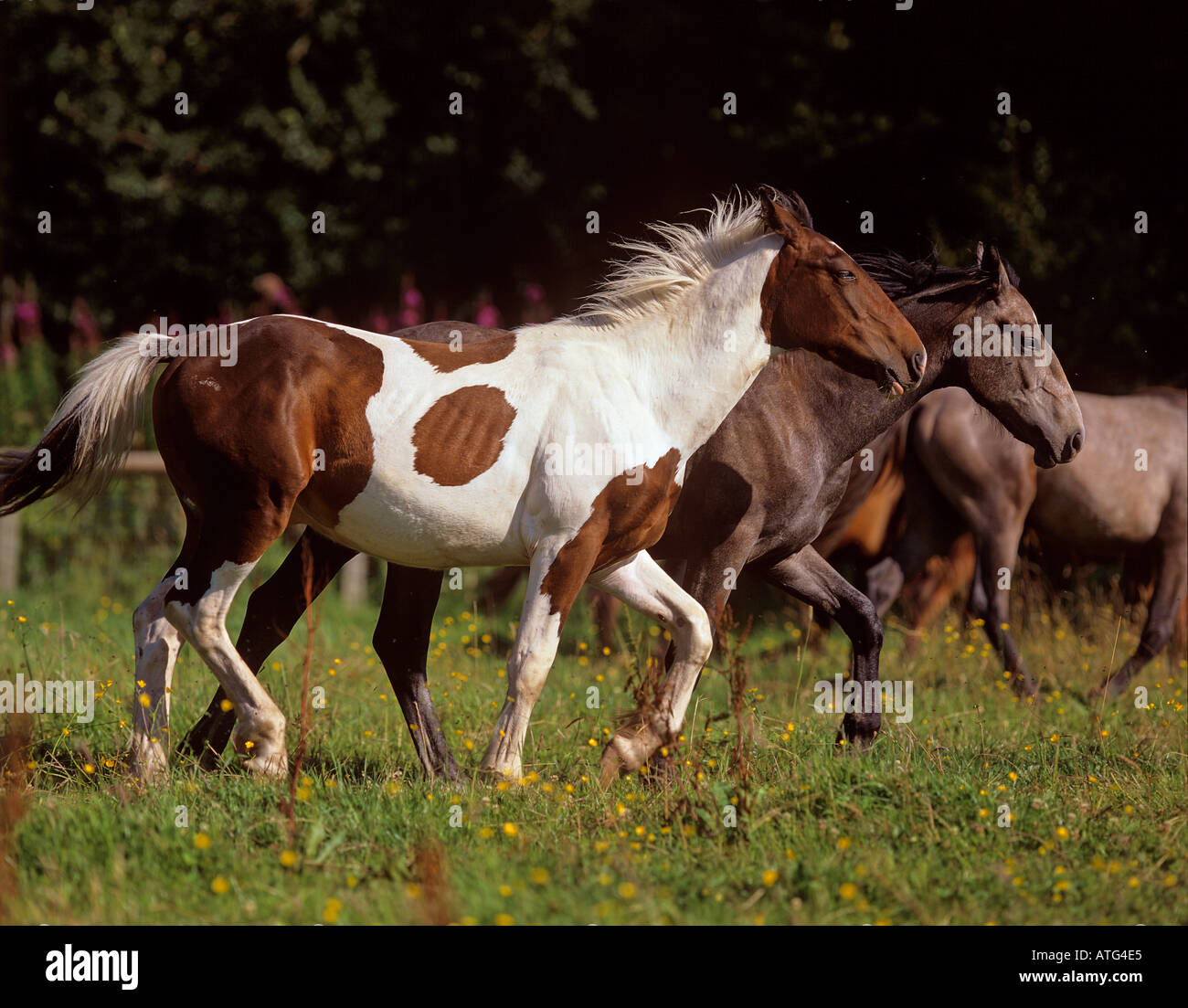 Draught animal hi-res stock photography and images - Alamy