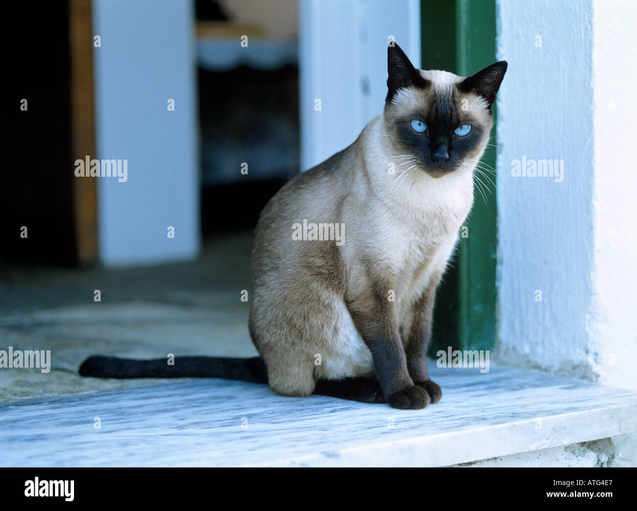 Siamese cat sitting hi-res stock photography and images - Alamy