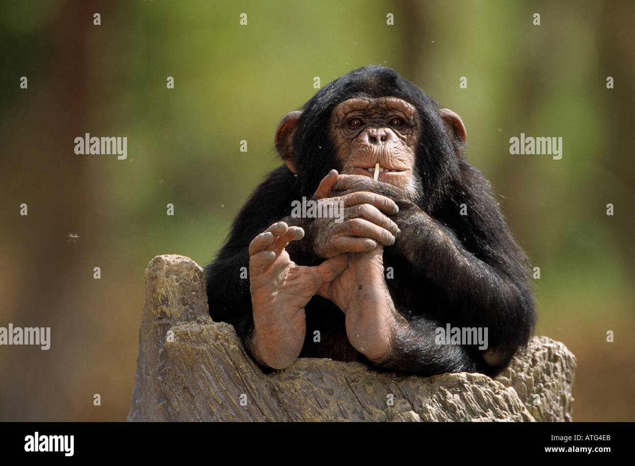 young common chimpanzee (Pan troglodytes) sitting while chewing on a ...