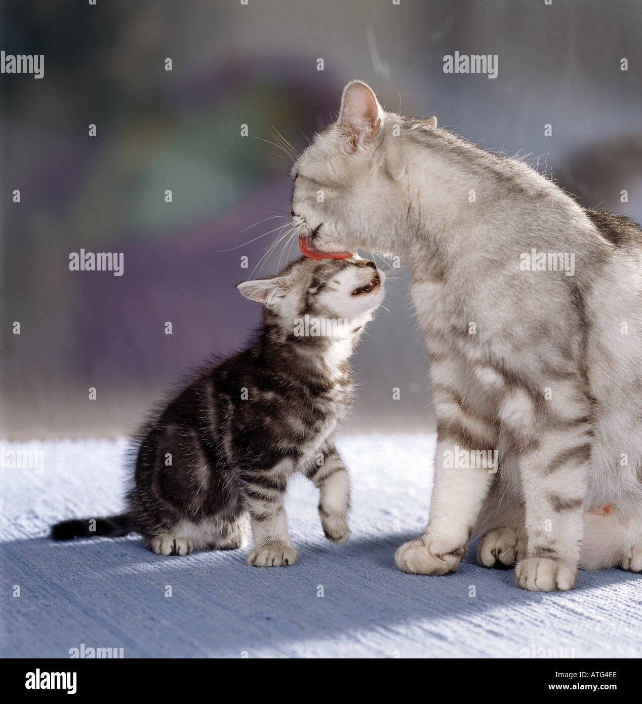 British shorthair cat licking head of kitten Stock Photo - Alamy