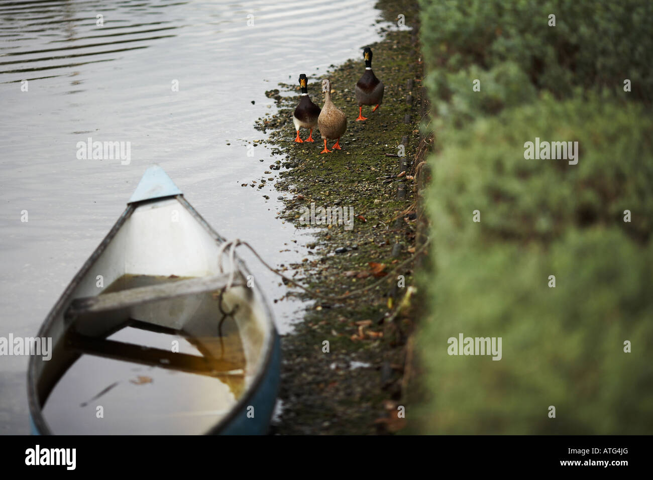 Waterlogged Kayak with Ducks in the Venice Beach Canals Area, Los ...