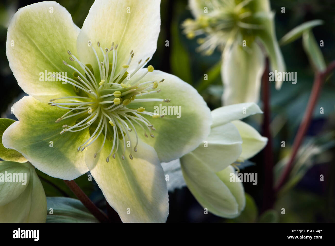 Up close shot of hellebore Ivory Prince Stock Photo - Alamy