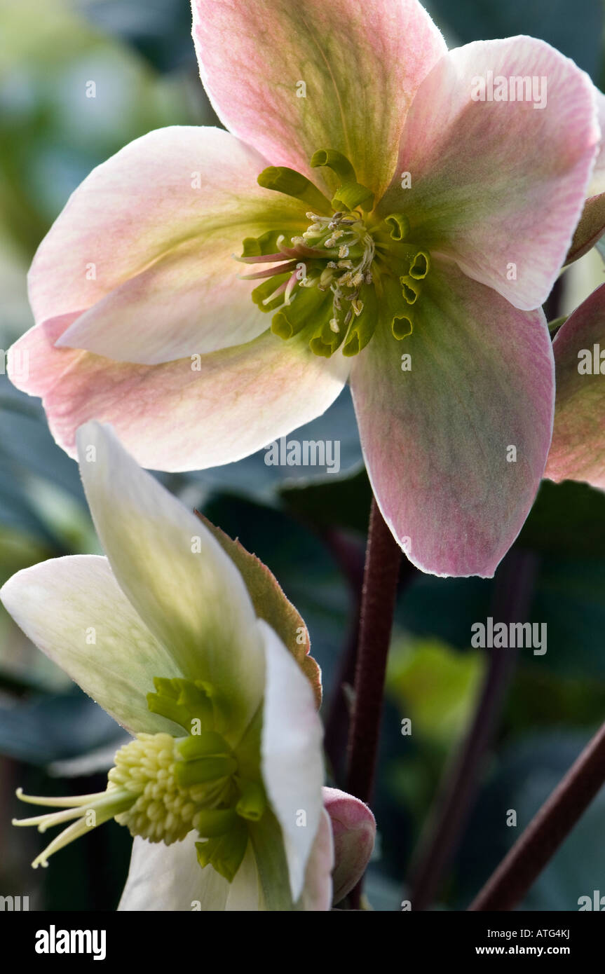 Up close shot of hellebore Ivory Prince Stock Photo - Alamy