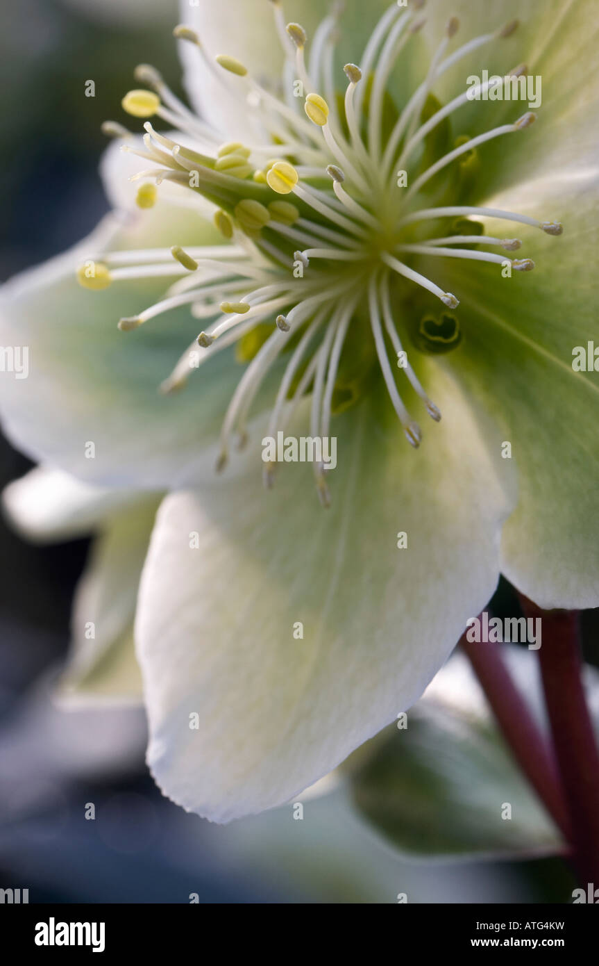 Up close shot of hellebore Ivory Prince Stock Photo - Alamy