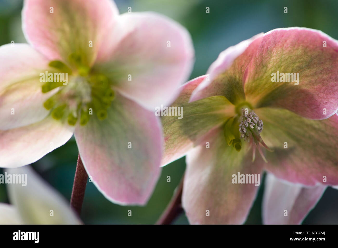 Up close shot of hellebore Ivory Prince Stock Photo - Alamy