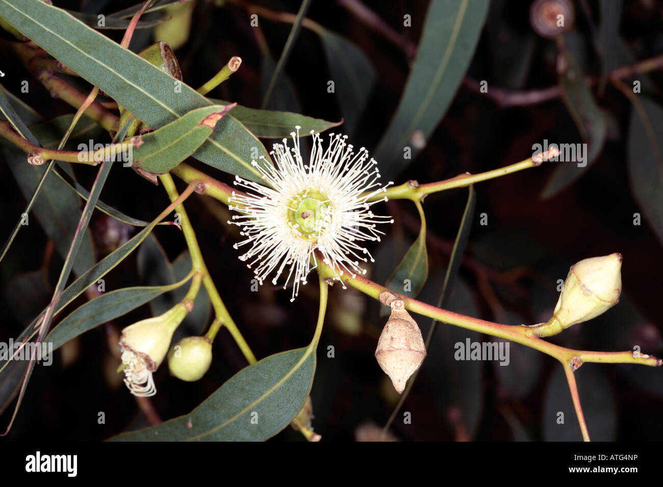 Beyeria lechenaultii-Pale Turpentine Bush- Family Euphorbiaceae Stock ...