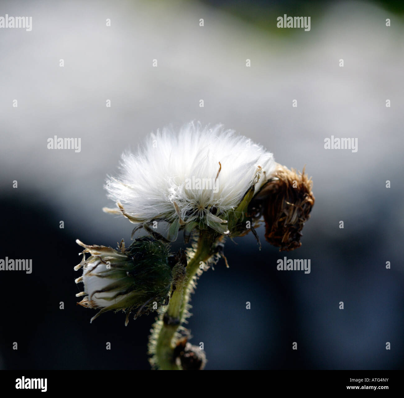 Pompous grass hi-res stock photography and images - Alamy