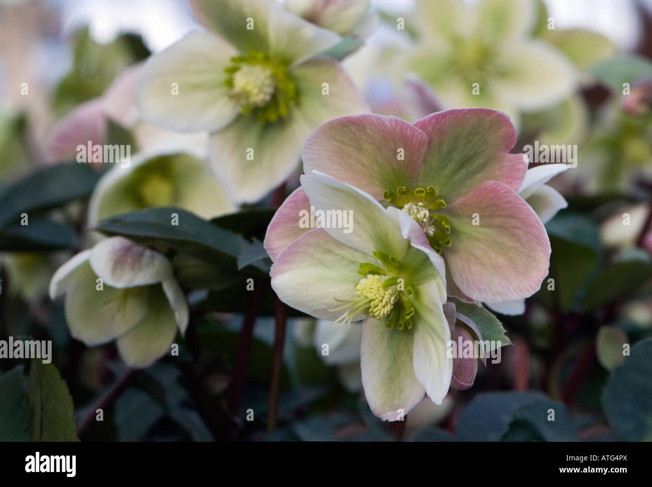 Up close shot of hellebore Ivory Prince Stock Photo - Alamy