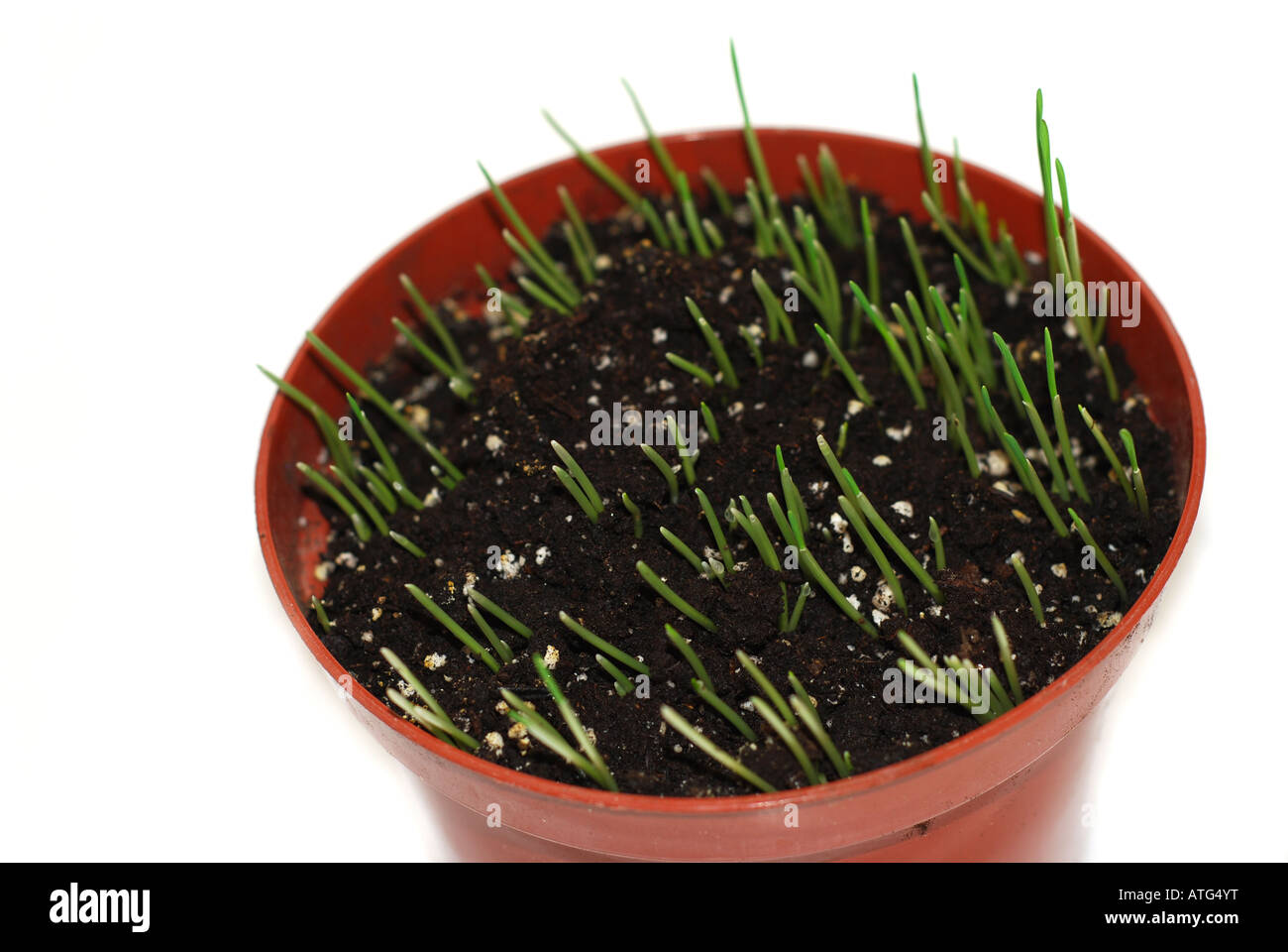 New grass emerging hi-res stock photography and images - Alamy