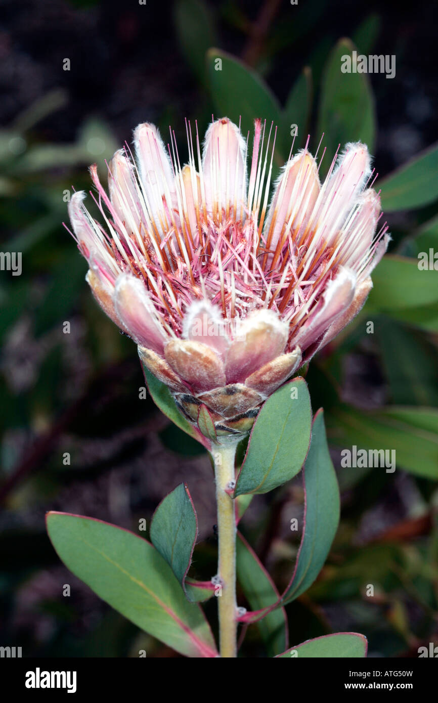 Protea aurea hi-res stock photography and images - Alamy