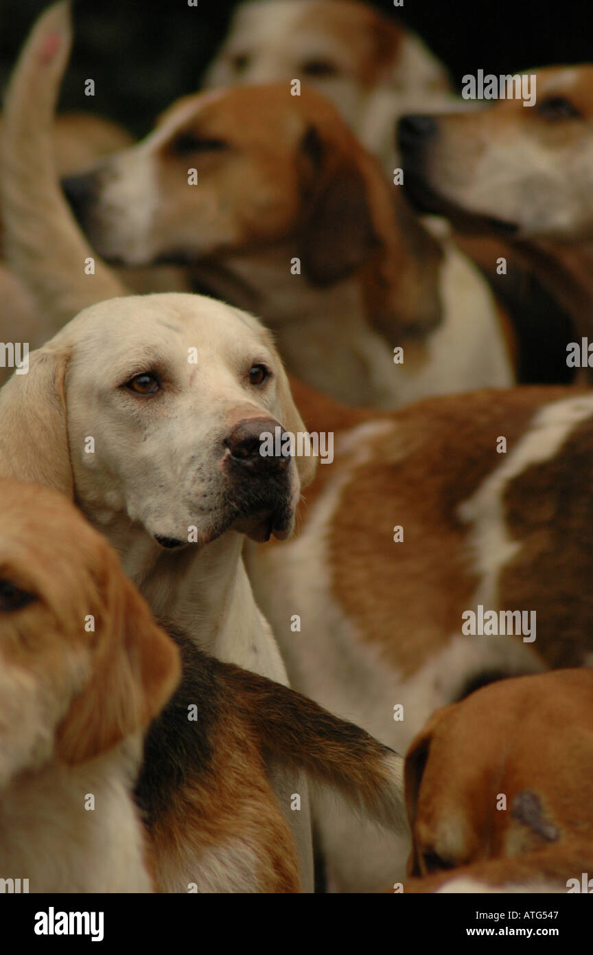Hound pack hi-res stock photography and images - Alamy