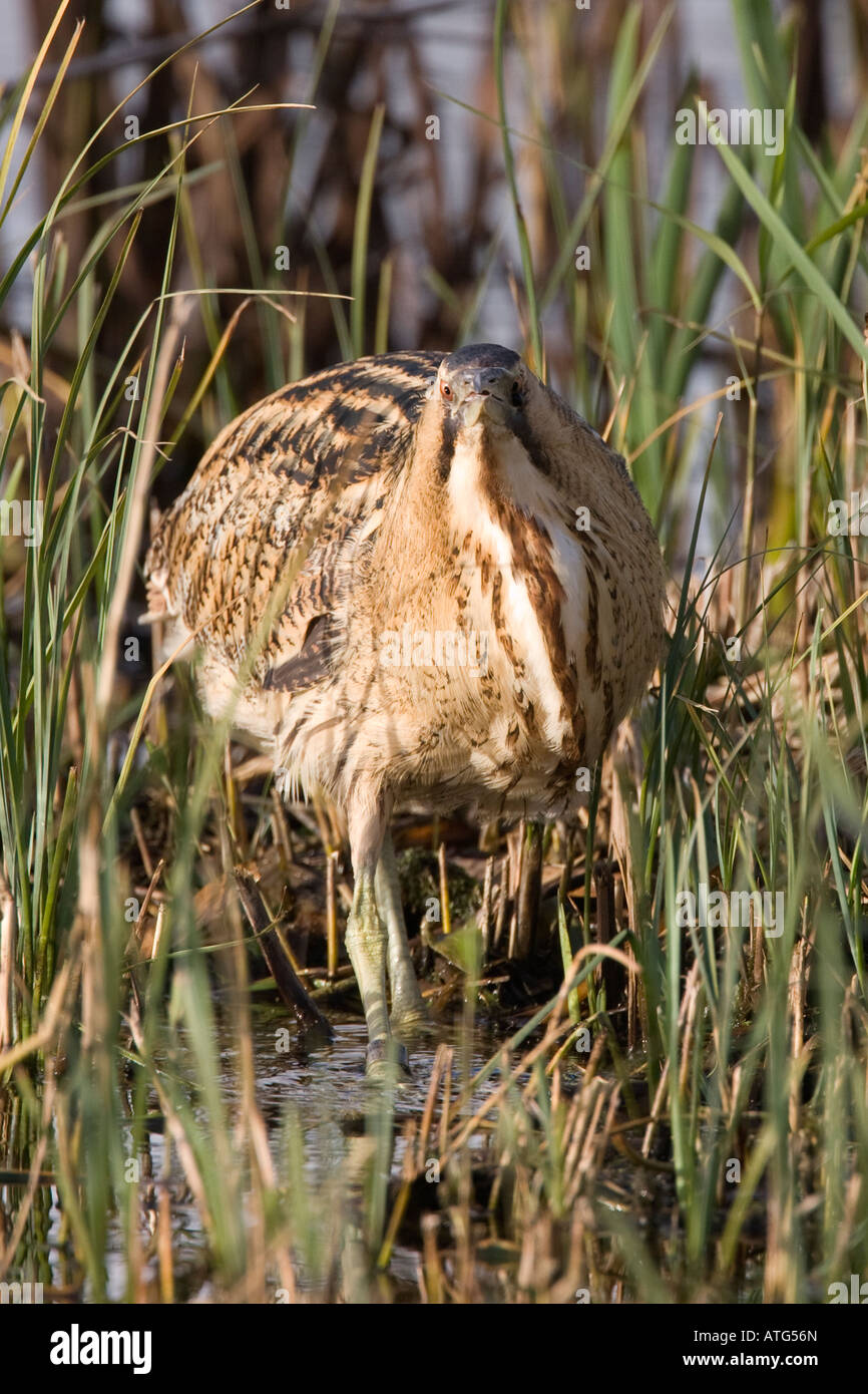 Leighton moss rspb bittern hi-res stock photography and images - Alamy