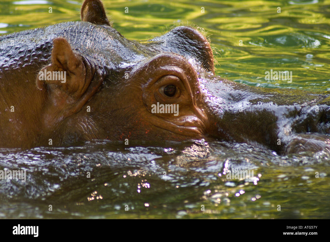 Hippo nose hi-res stock photography and images - Alamy