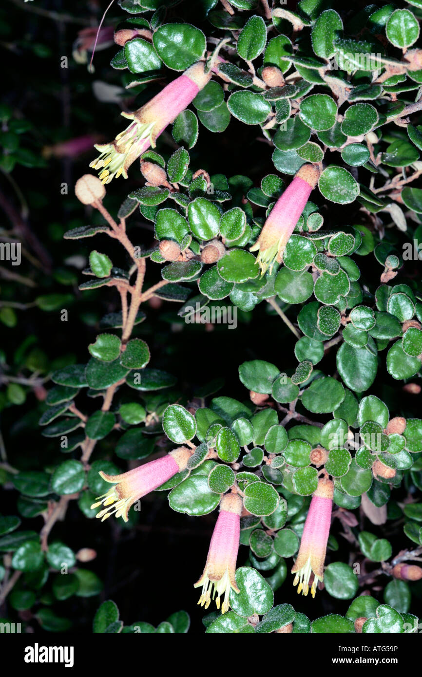 Correa fuchsia hi-res stock photography and images - Alamy