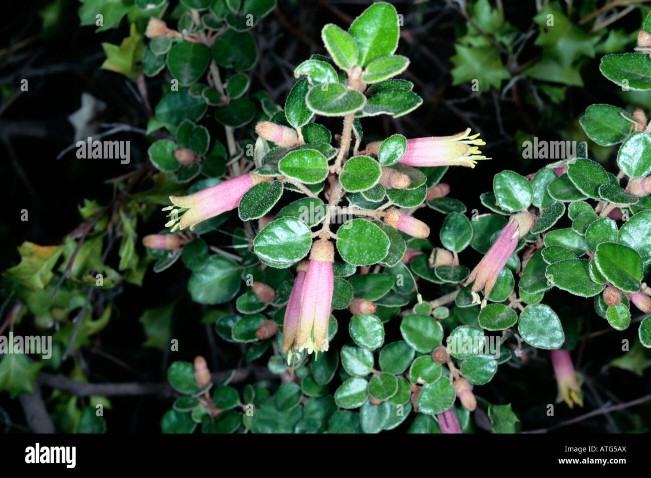 Correa/Native Fuchsia-Correa pulchella x reflexa [syn C.speciosa ...