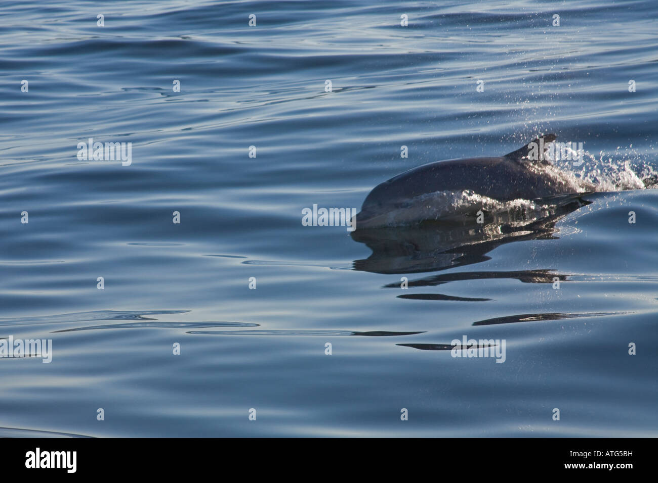 Moray firth bottlenose dolphin hi-res stock photography and images - Alamy