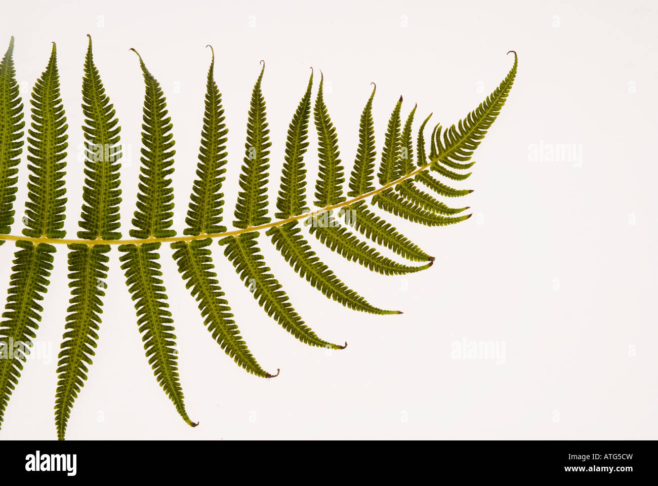 cut out of fern leaf Stock Photo - Alamy