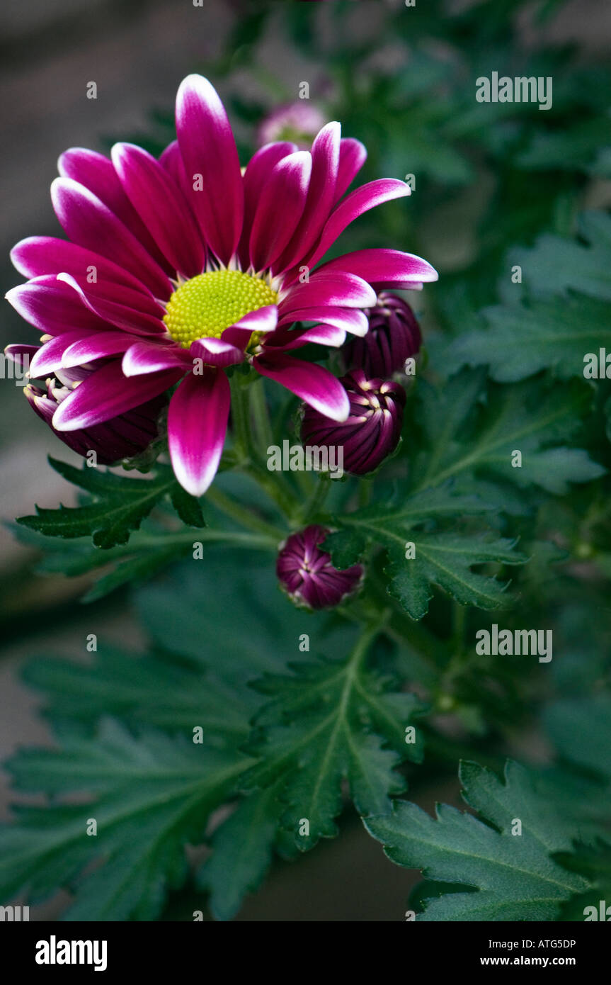 White tipped red mum Stock Photo - Alamy