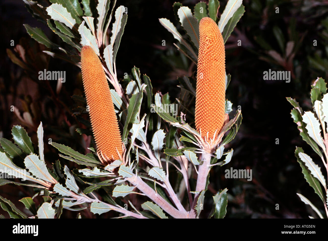Banksia banksias shrub shrubs hi-res stock photography and images - Alamy