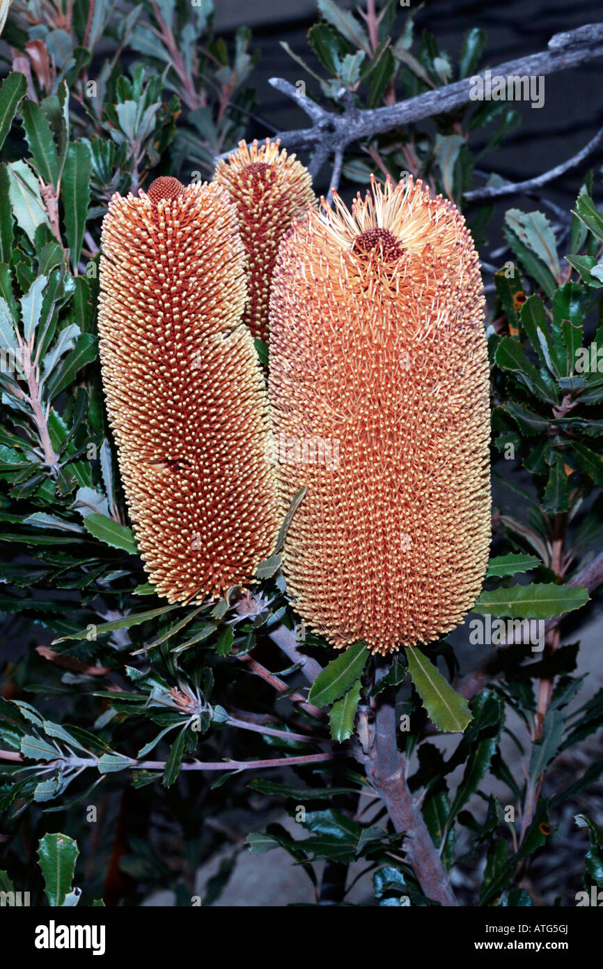 Slender Banksia-Banksia attenuata-Family Proteaceae Stock Photo - Alamy