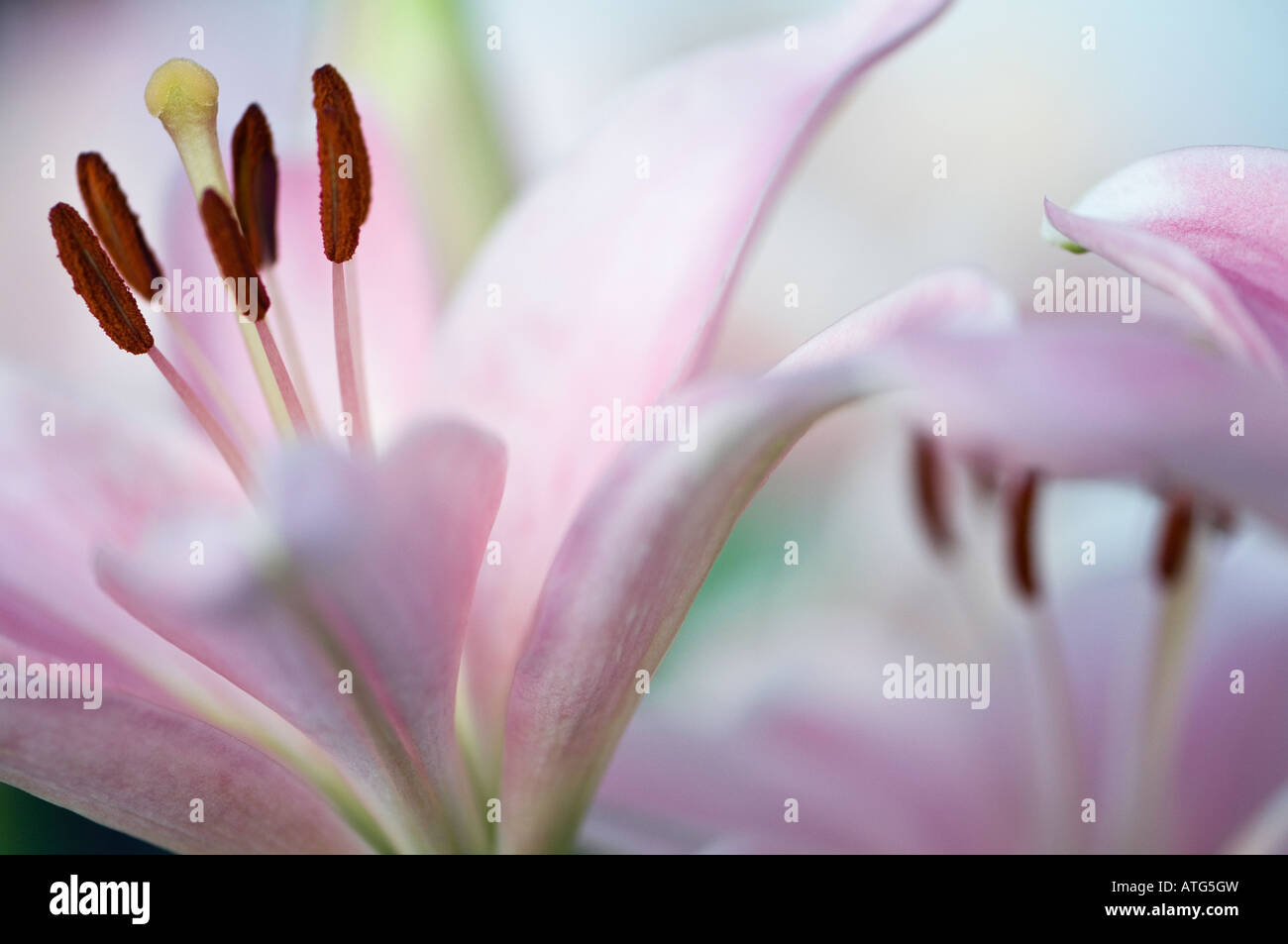 Up close shot of pink asiatic lily Stock Photo - Alamy
