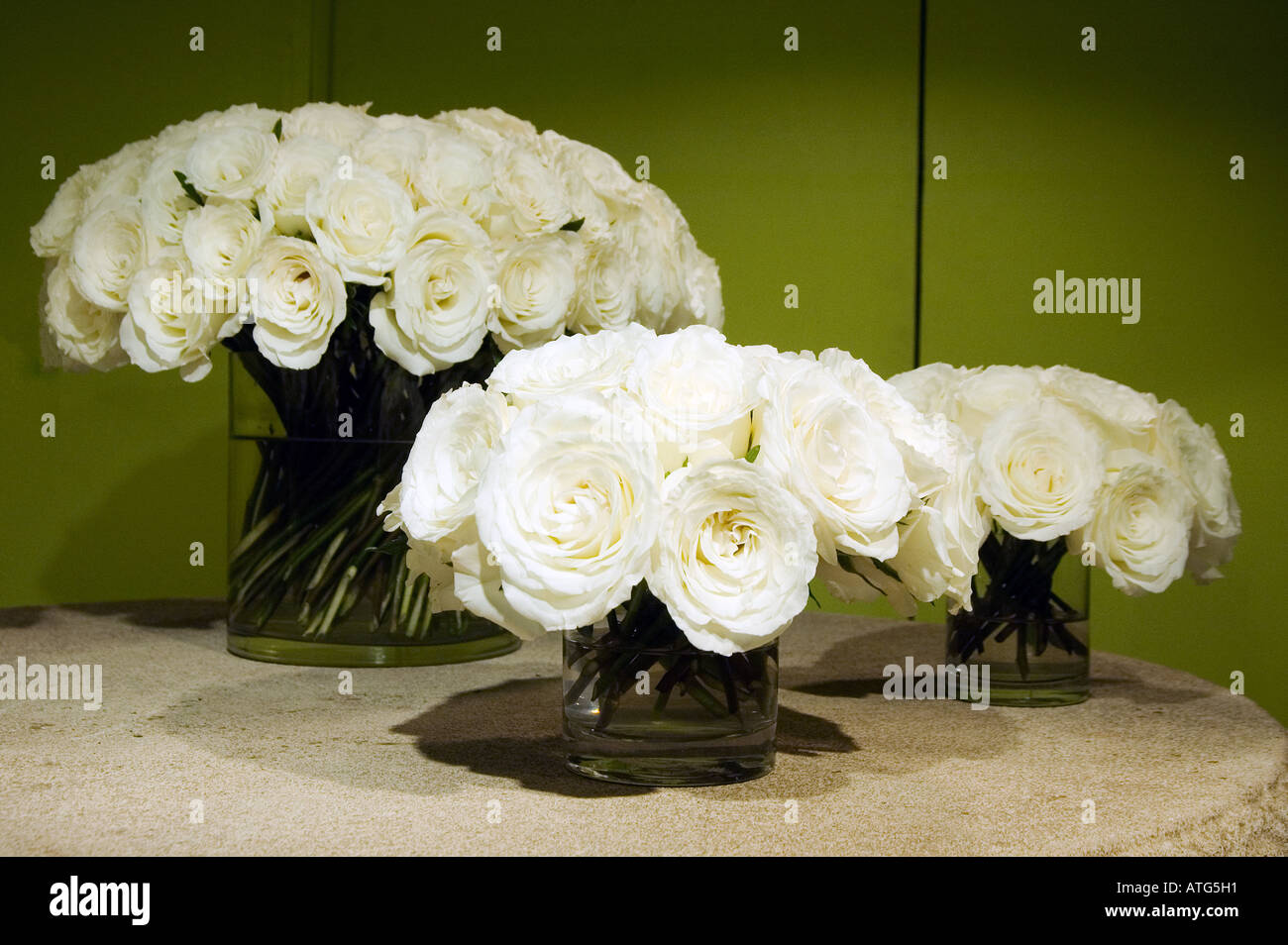 White Rose Trio Stock Photo - Alamy