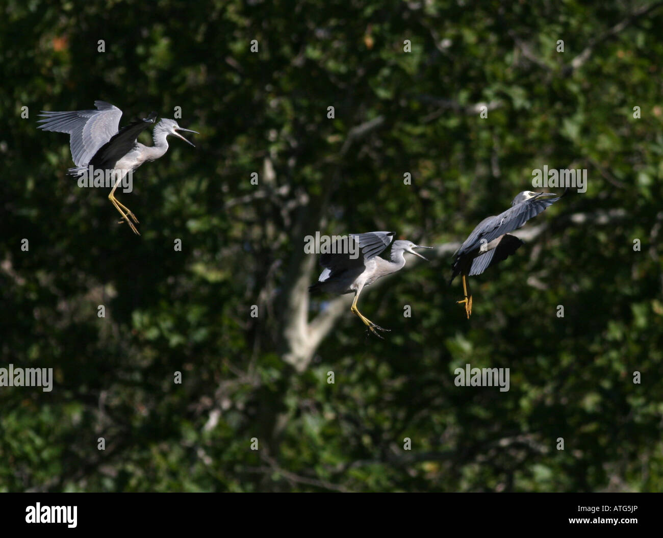 birds in flight Stock Photo - Alamy