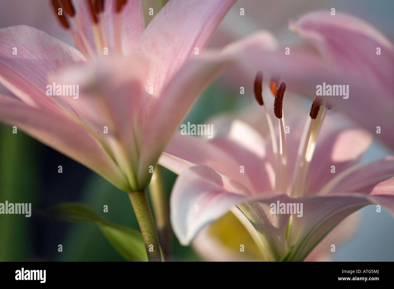 Up close shot of pink asiatic lily Stock Photo - Alamy