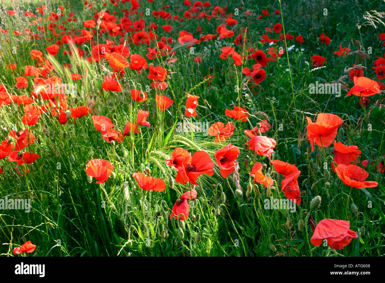 Poppies in cambridgeshire field hi-res stock photography and images - Alamy