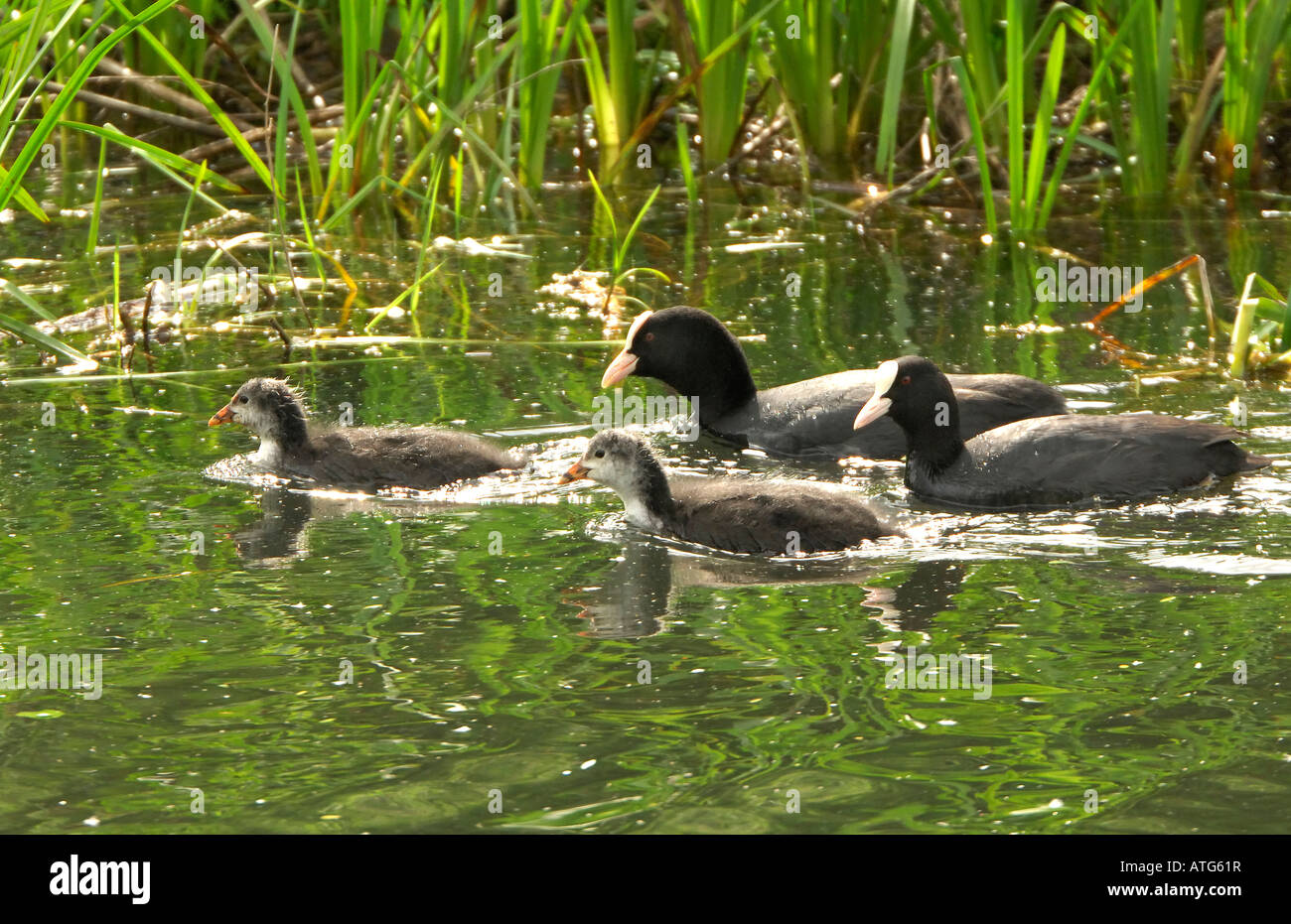 Coots and chicks hi-res stock photography and images - Alamy