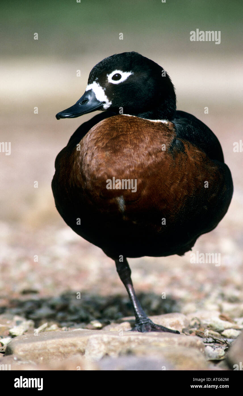 Female australian shelduck hi-res stock photography and images - Alamy
