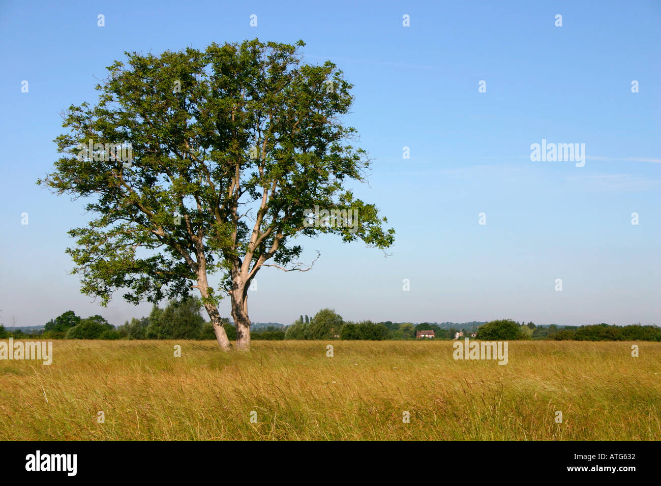 Lone tree in empty field hi-res stock photography and images - Alamy