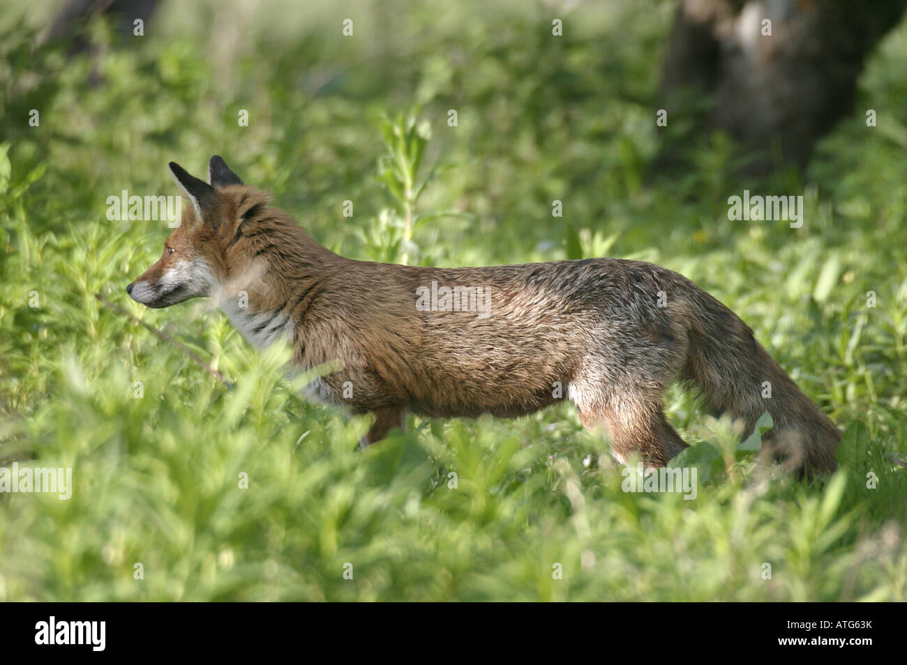 Red Fox in woodland Stock Photo - Alamy
