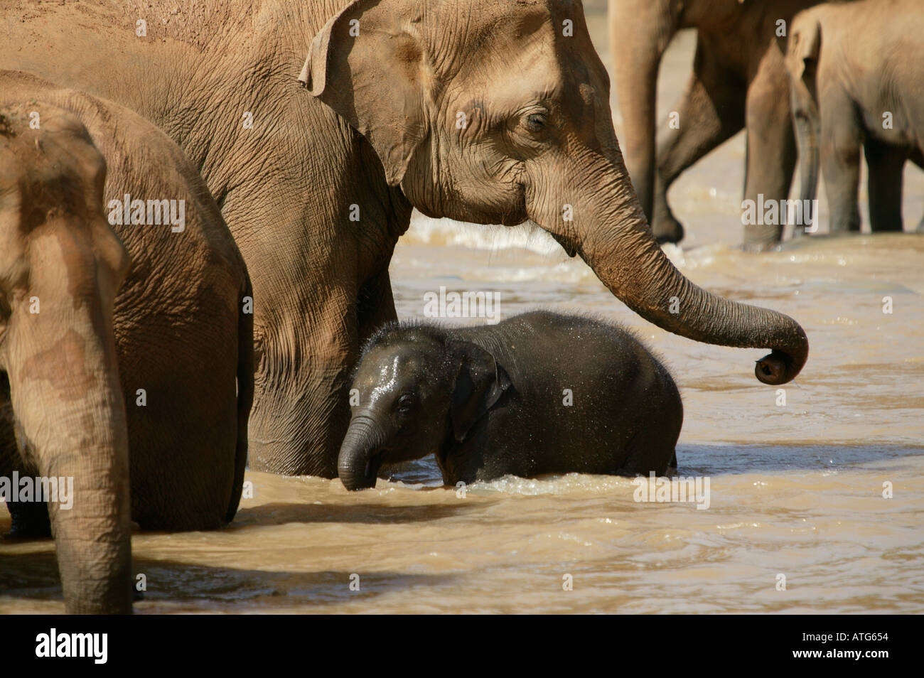 family of elephants Stock Photo - Alamy