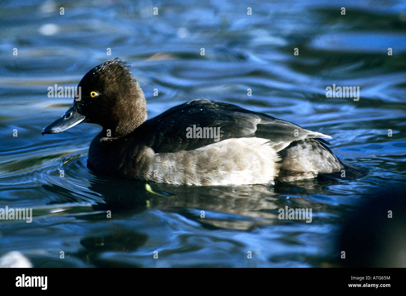 Female Tufted Duck-Aythya fuligula-Family Anatidae Stock Photo - Alamy