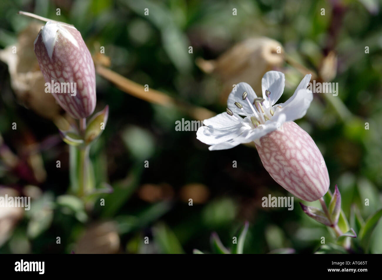 Flowering bladder campion Stock Photo - Alamy