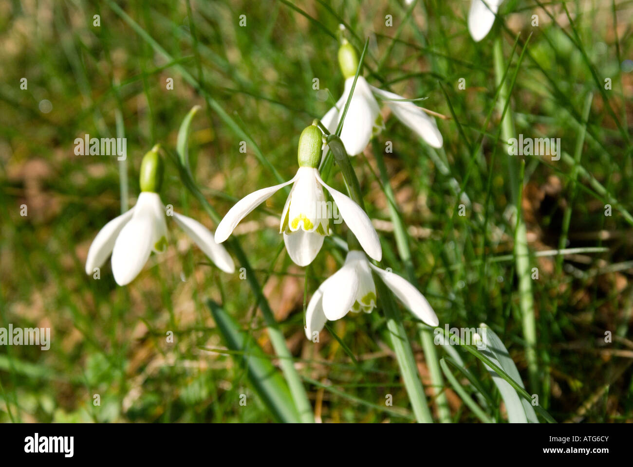 snow drops Galanthus nivalis Stock Photo - Alamy