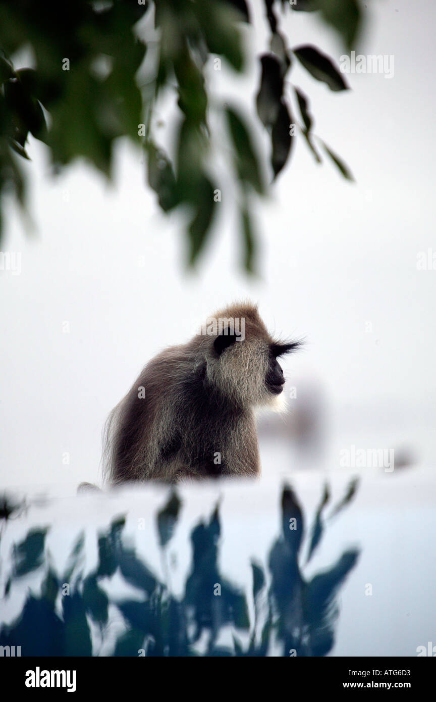 monkey with reflection Stock Photo - Alamy