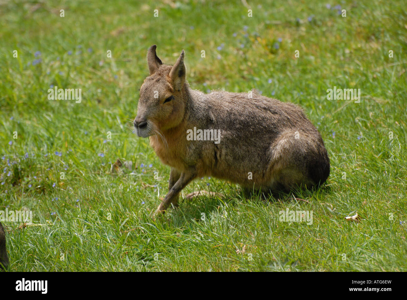 Mara / Dolichotis patagonum from Patagonia, South America at Cricket St ...