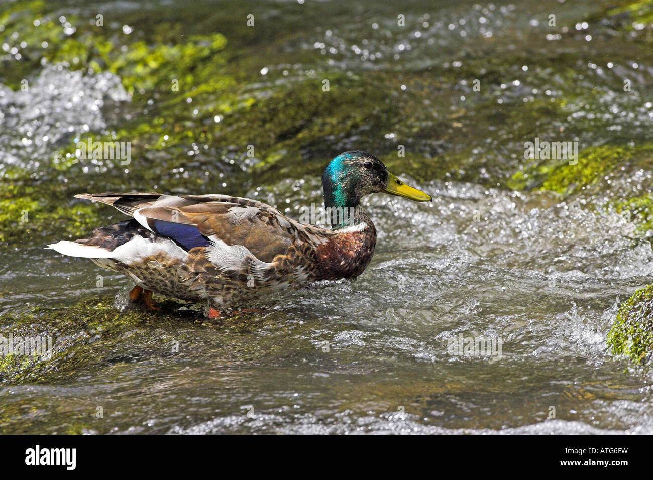 Mallard Anas platyrhynchos male in eclipse plumage Peak District ...