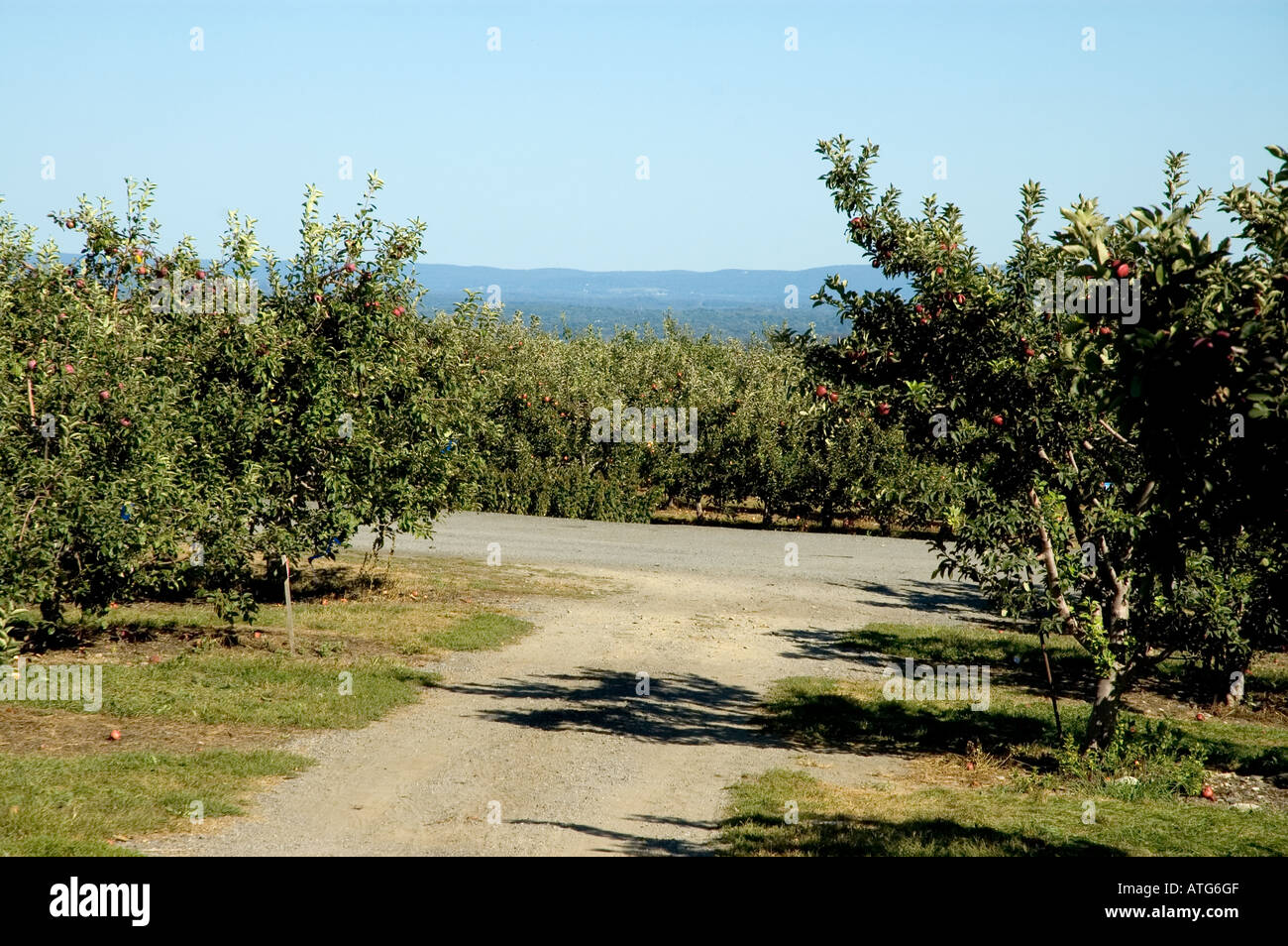 Apple Orchard and View Stock Photo - Alamy