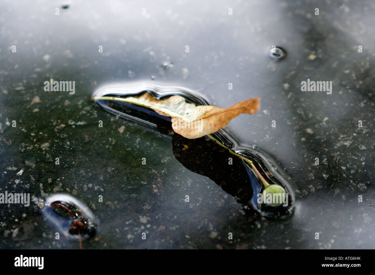 Oval leaf forms hi-res stock photography and images - Alamy