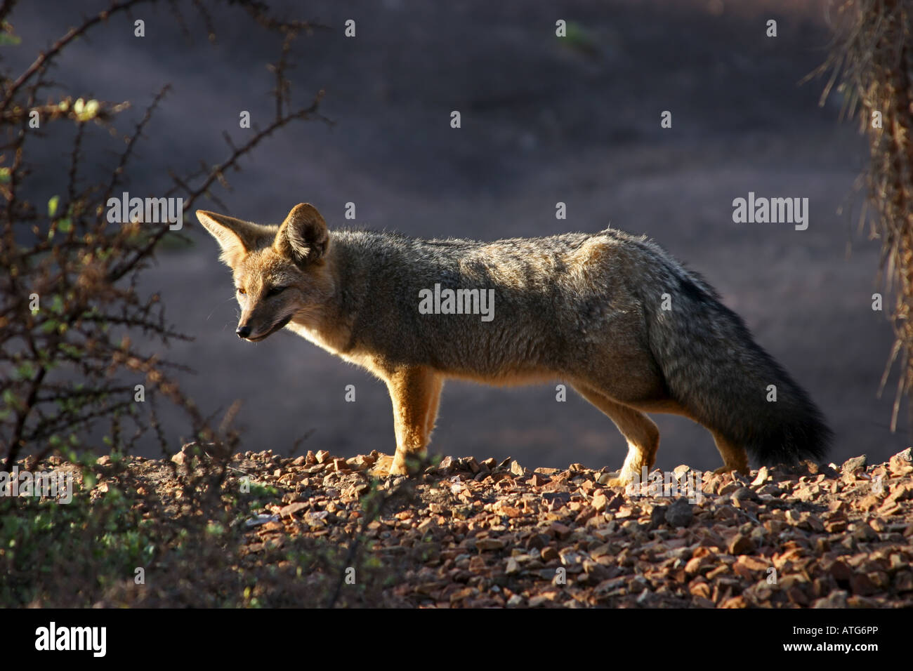 Desert fox chile hi-res stock photography and images - Alamy