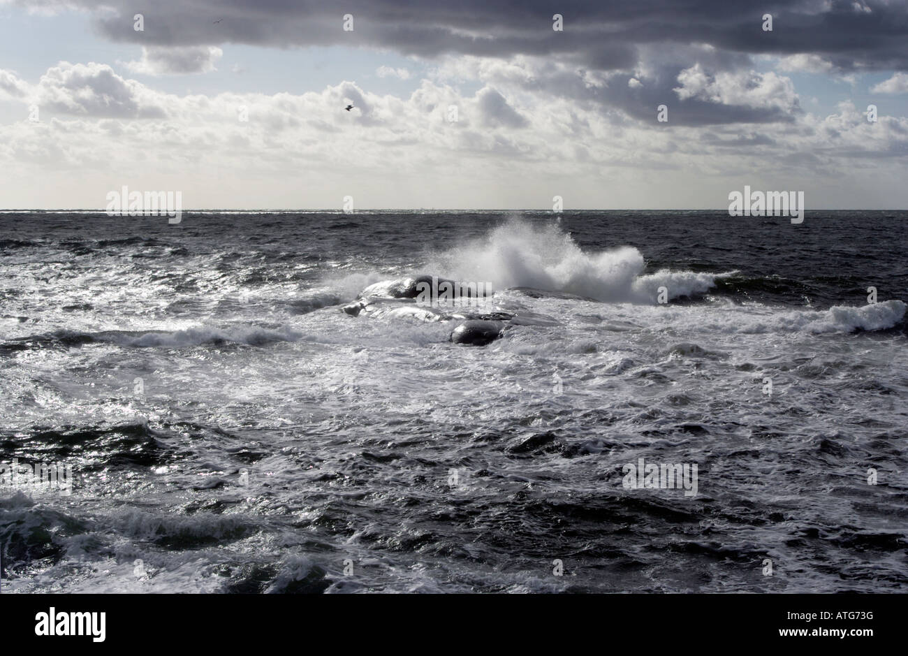 Gale over the sea Stock Photo - Alamy
