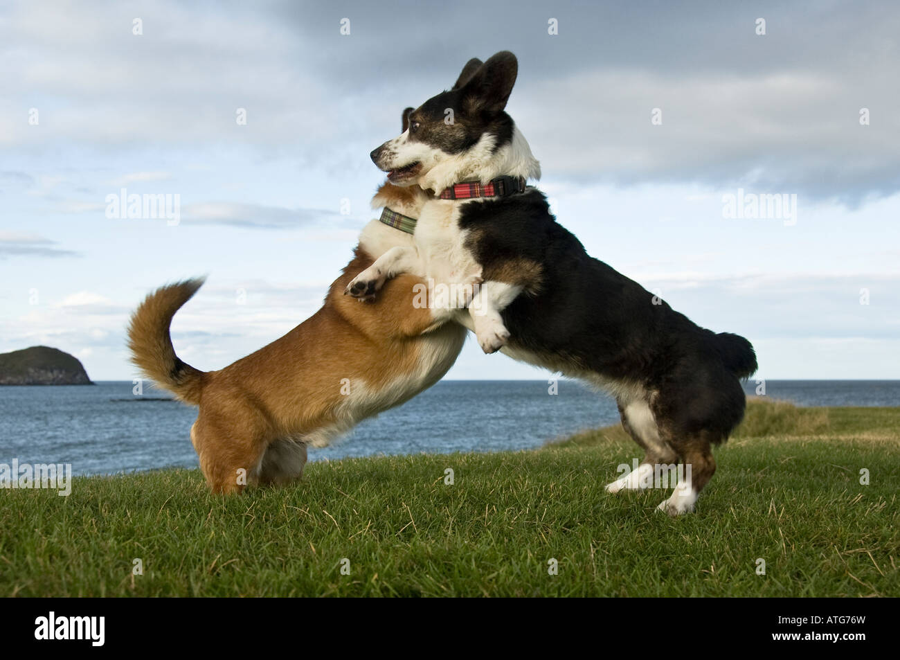Two cardigan corgis play fighting Stock Photo - Alamy