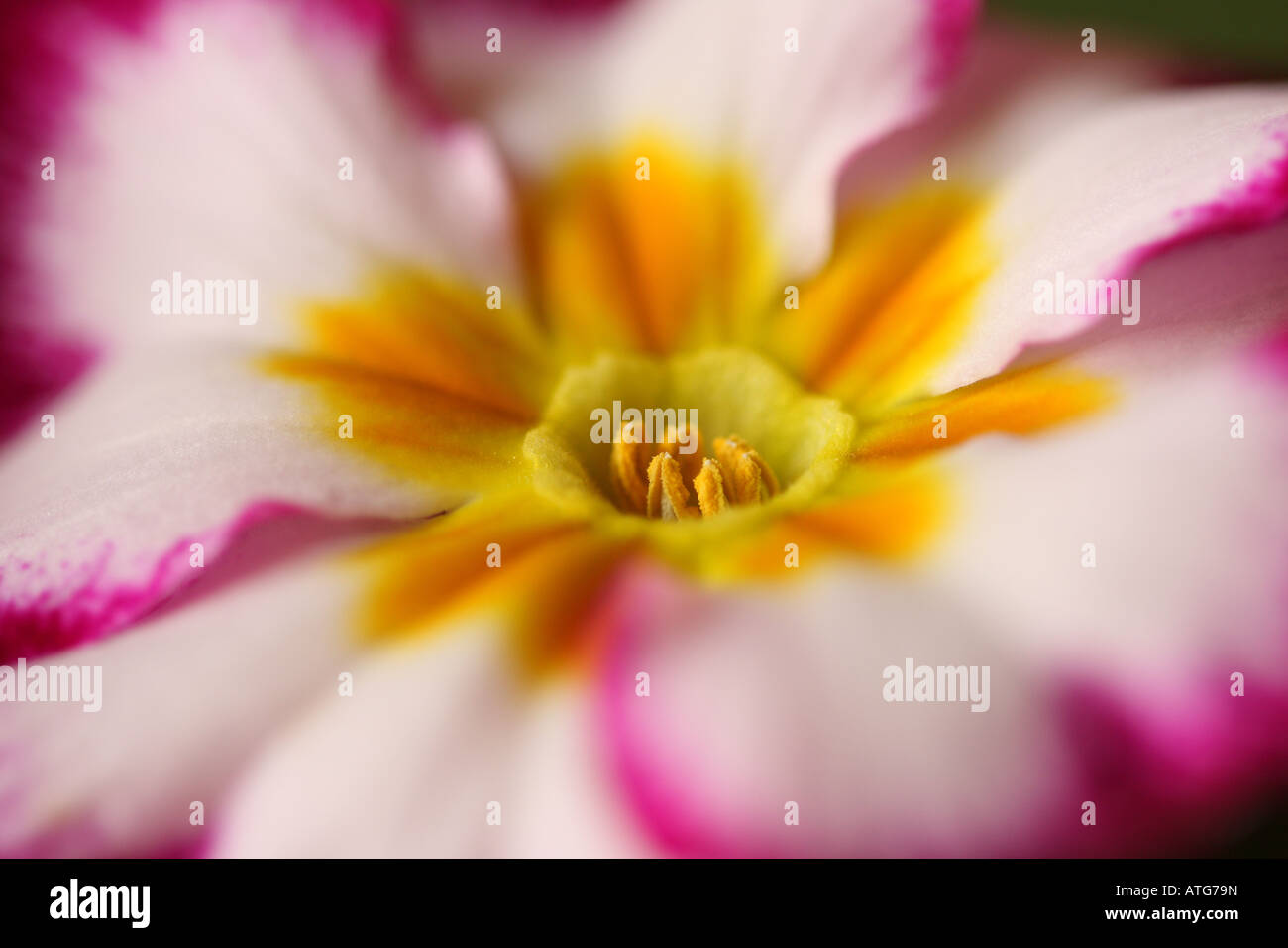 Primrose close up Primula veris Stock Photo - Alamy